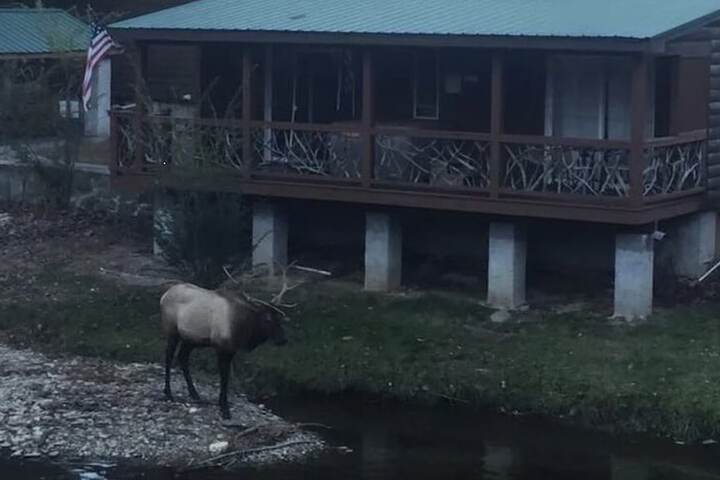 Qualla Cabins&Motel Cherokee near Casino Whittier | Bookonline.com